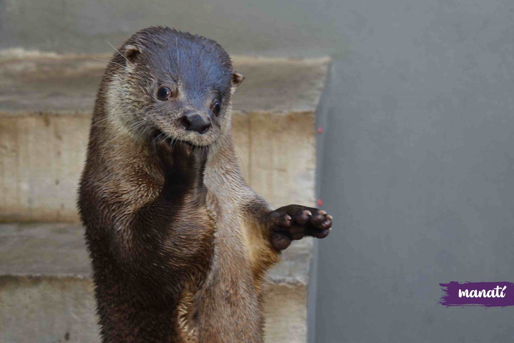 ¿Ya conoces el acuario Michin en Puebla? ¡Echa un vistazo!